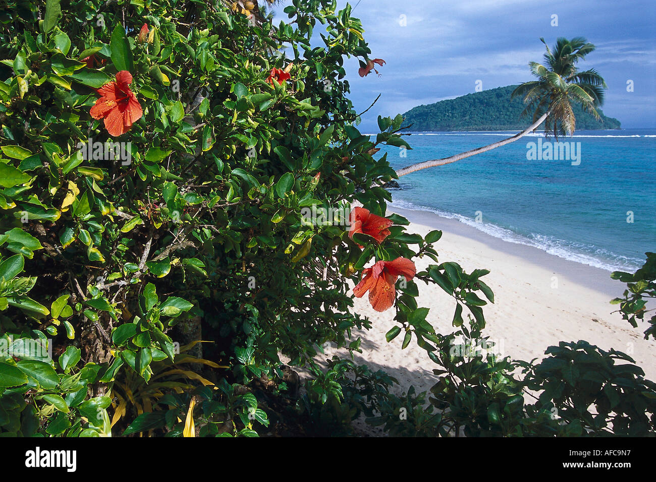 Hibiscus and Nu'utele Island, view from Saleapaga Upolu, Samoa, South ...