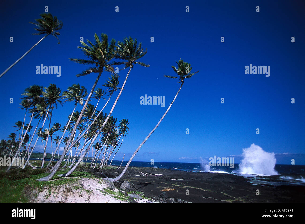 Coconut Trees and Blowholes, Taga, Savai'i Samoa Stock Photo - Alamy