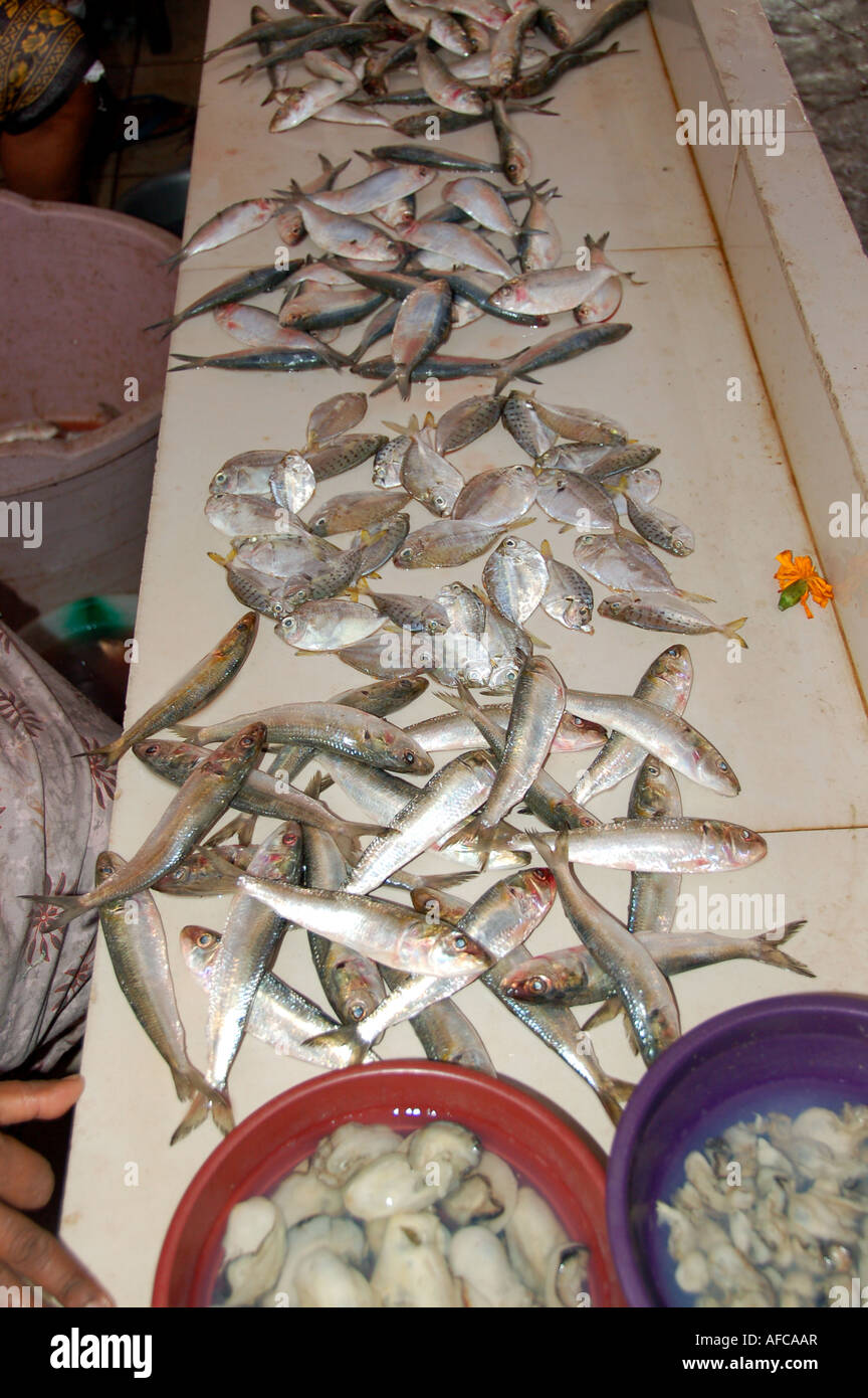 Fish for sale at Panaji Market, Goa, India Stock Photo - Alamy