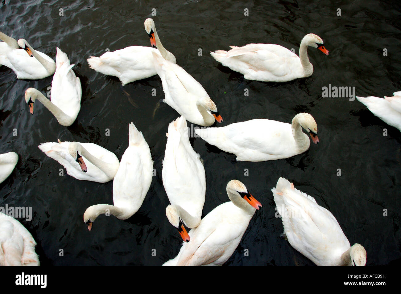 Swans on River Thames at Windsor, Berkshire Stock Photo - Alamy