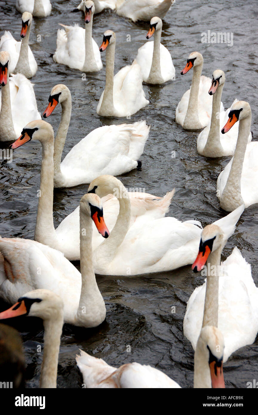 Swans on River Thames at Windsor, Berkshire, England Stock Photo - Alamy