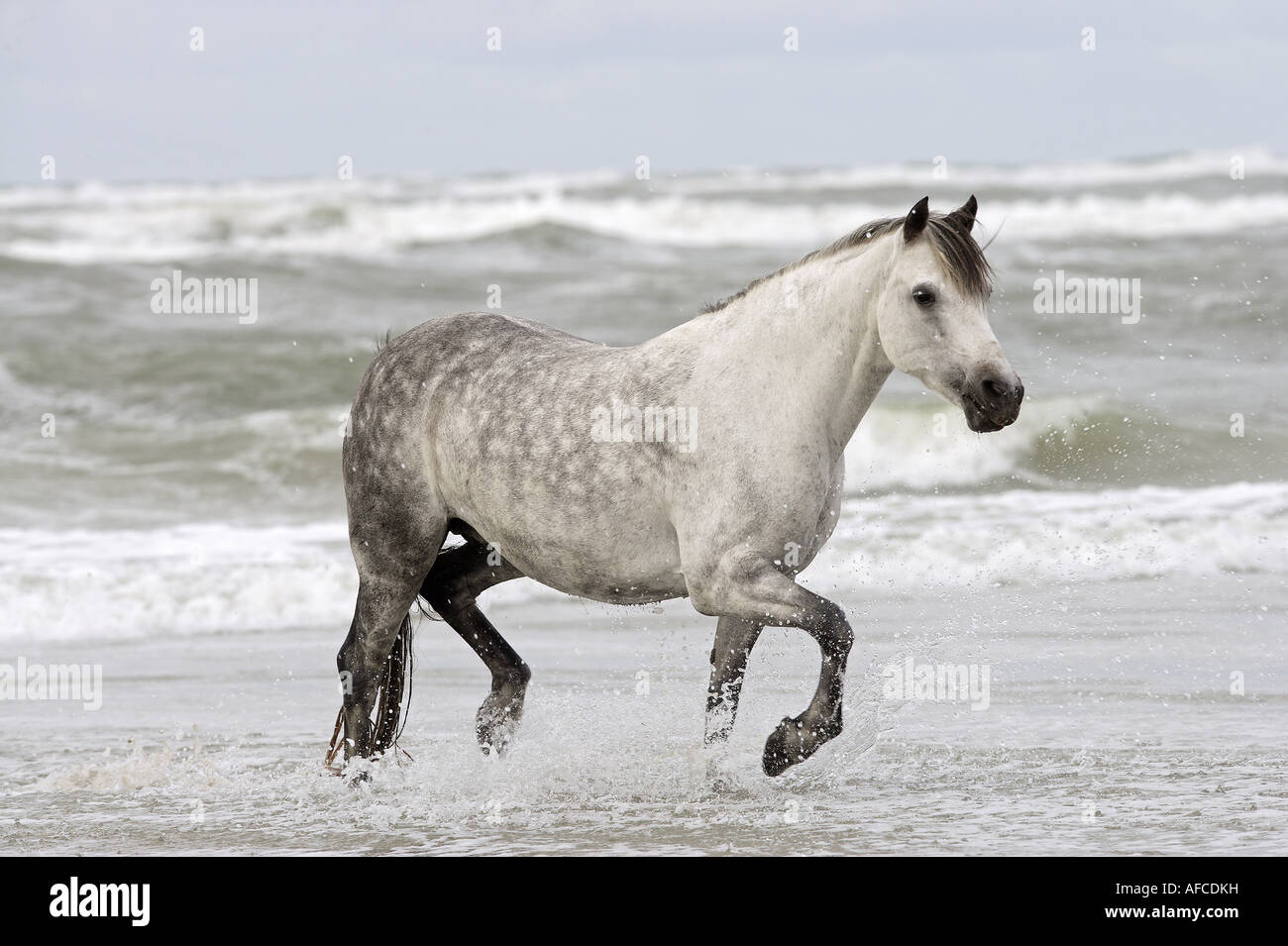 Dapple Grey Horse Running