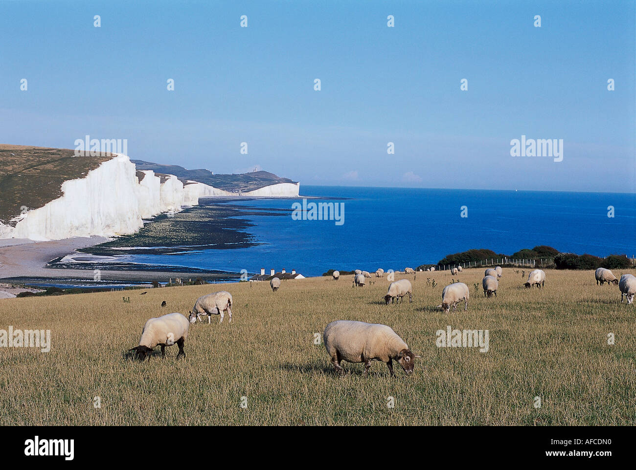 Seven sheep hi-res stock photography and images - Alamy