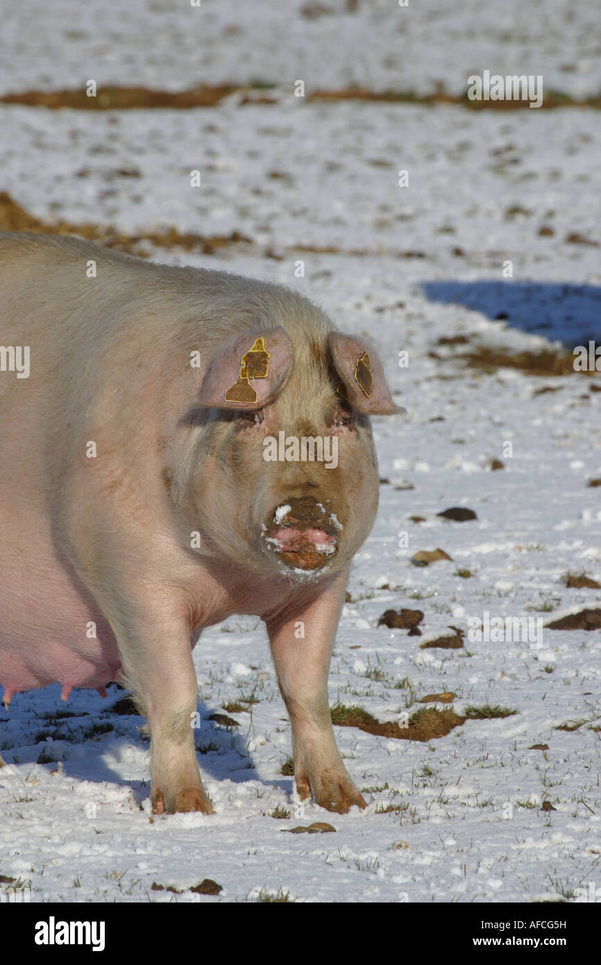 Pig standing in snow Stock Photo - Alamy