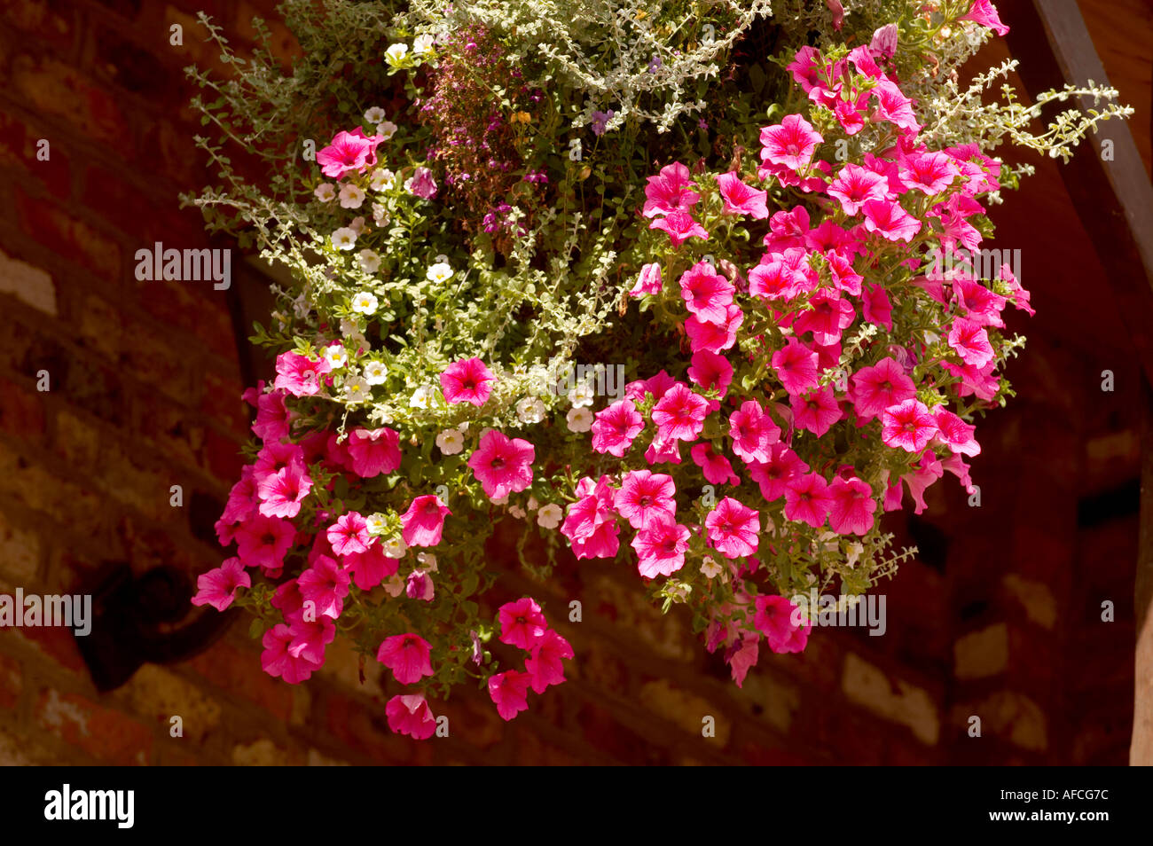 Summer hanging basket softening a brick wall in a small garden Stock ...