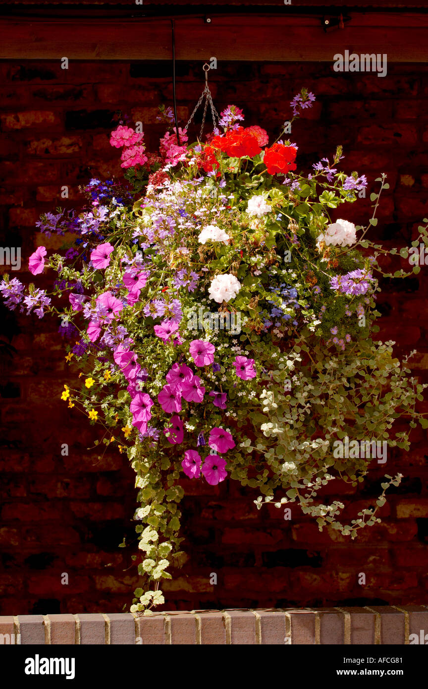 Summer hanging basket softening a brick wall in a small garden Stock ...