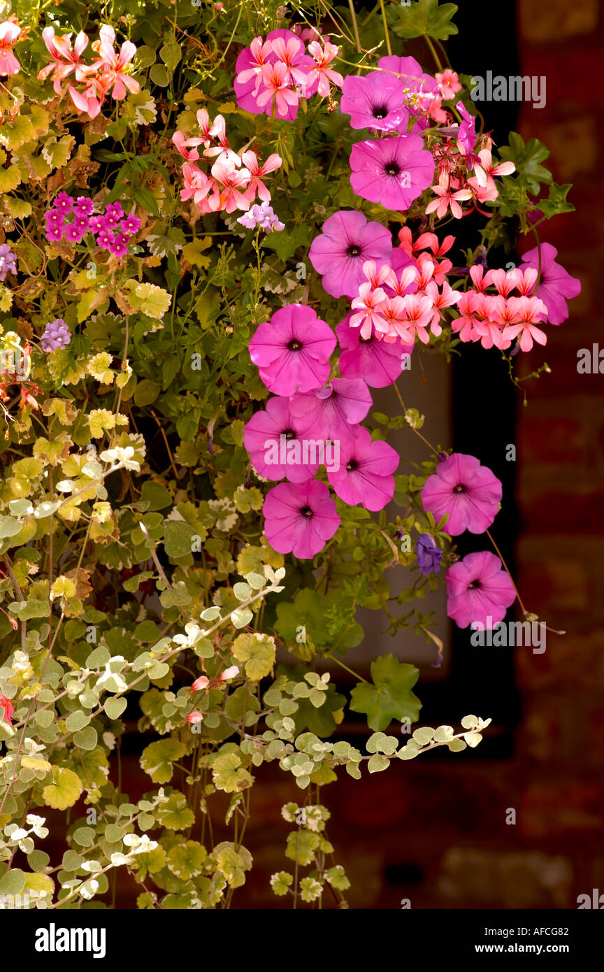 Summer hanging basket softening a brick wall in a small garden Stock ...