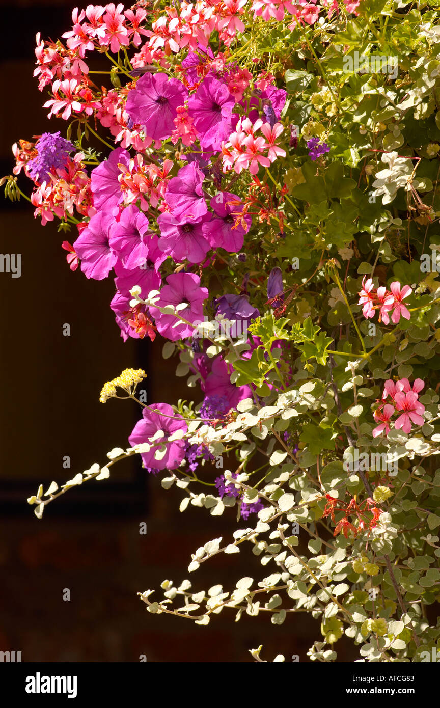 Hanging Basket floral display Stock Photo - Alamy