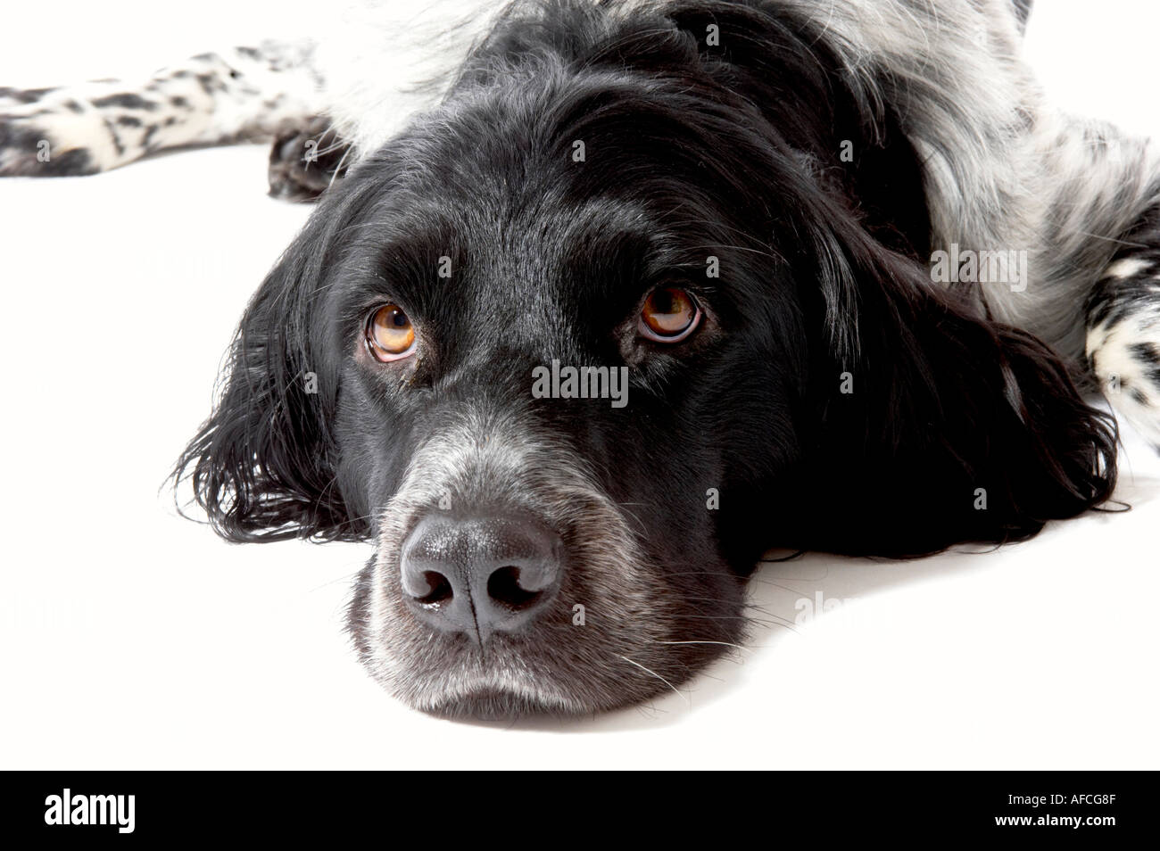 Studio shot of a black and white Giant Munsterlander dog on a white ...