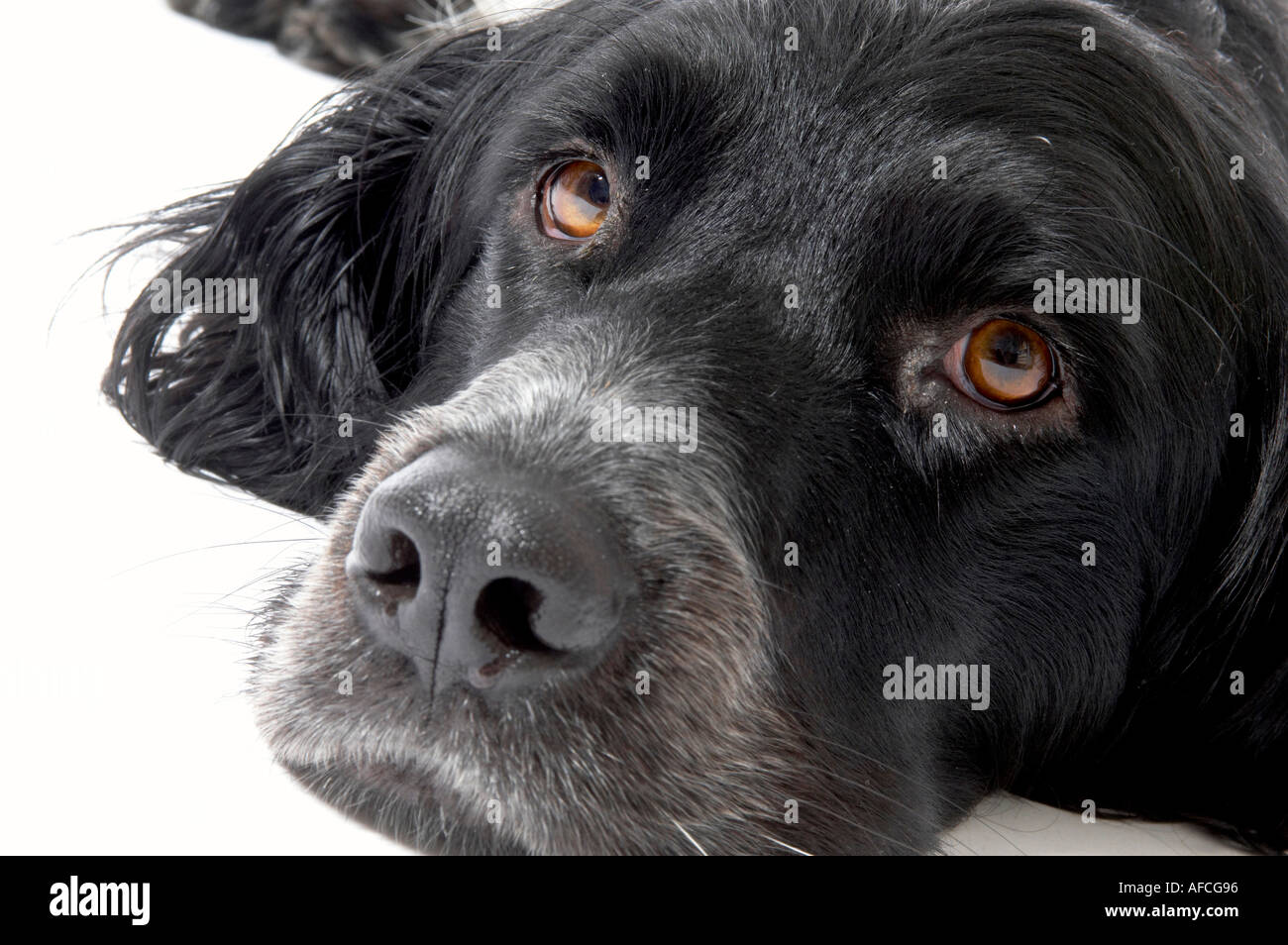 Studio shot of a black and white Giant Munsterlander dog on a white ...