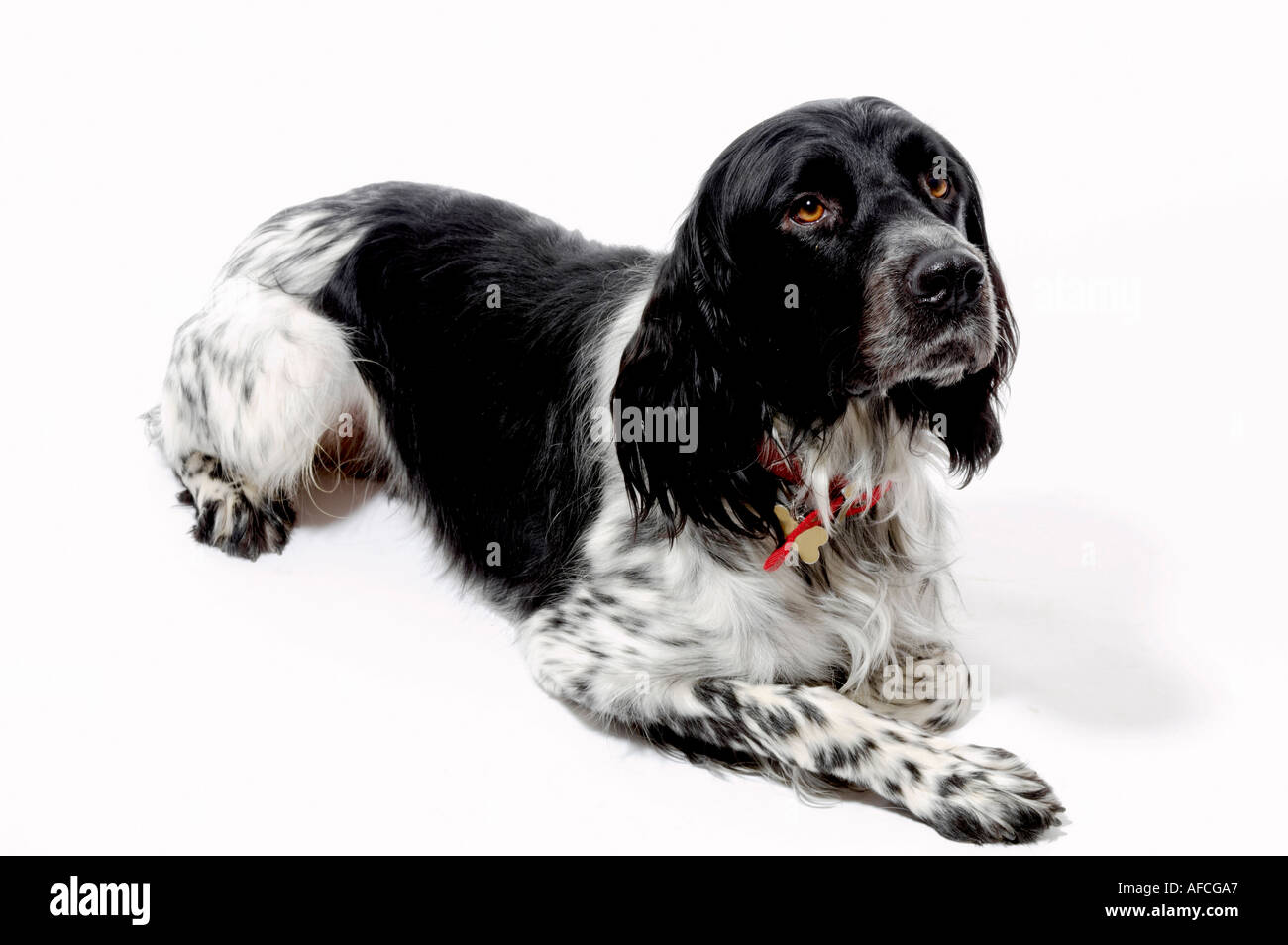 Portrait black dog white Cut Out Stock Images & Pictures - Alamy