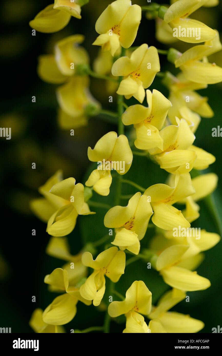 Laburnum blossom hi-res stock photography and images - Alamy