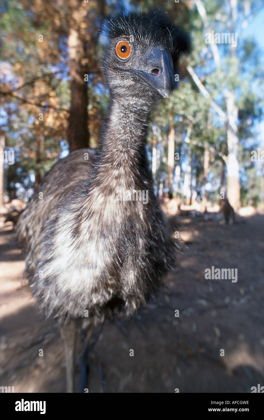 Lone pine koala reserve hi-res stock photography and images - Alamy