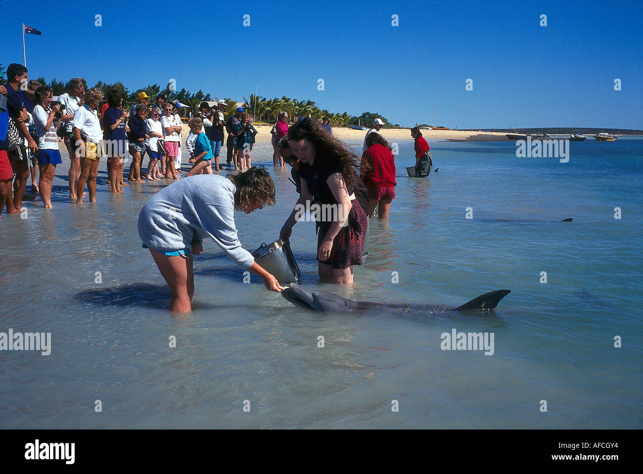 Dolphin Feeding, Monkey Mia WA, Australia Stock Photo - Alamy