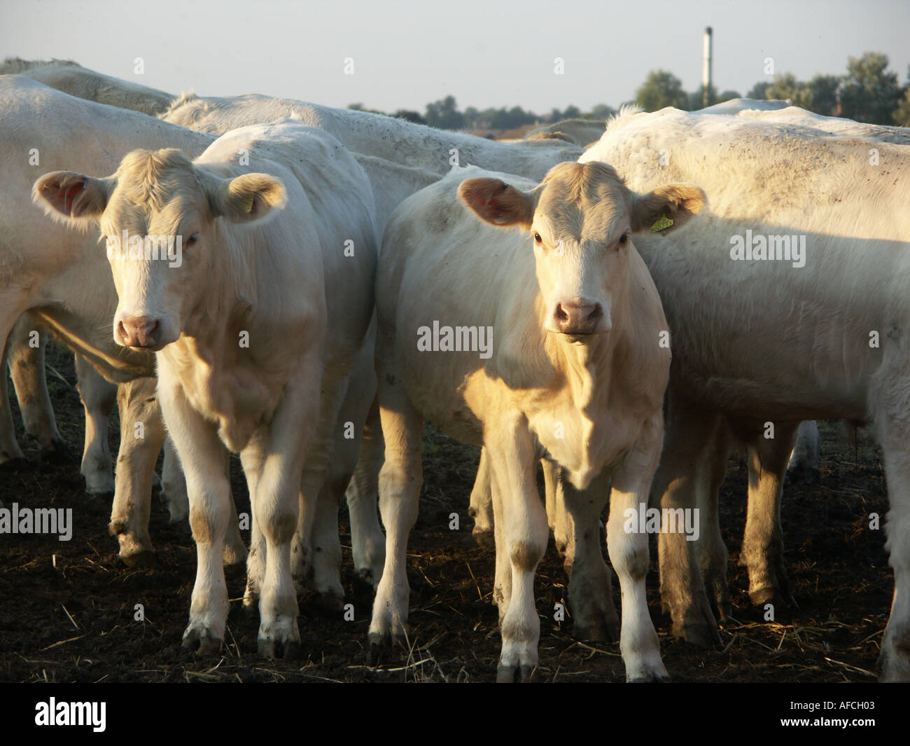 Identify cows hi-res stock photography and images - Alamy