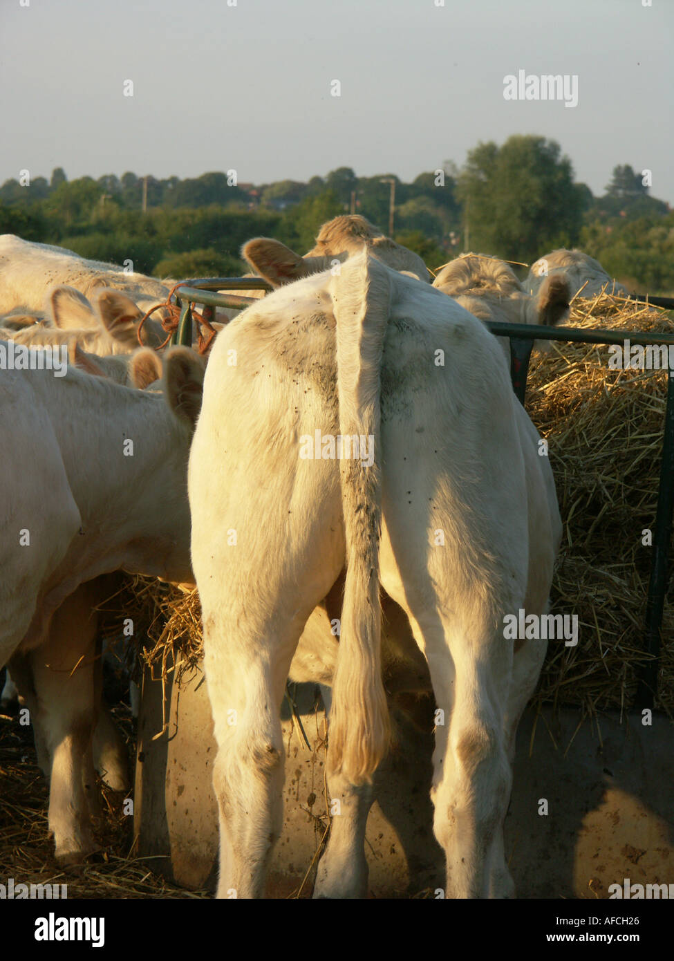 Rear cattle hi-res stock photography and images - Alamy