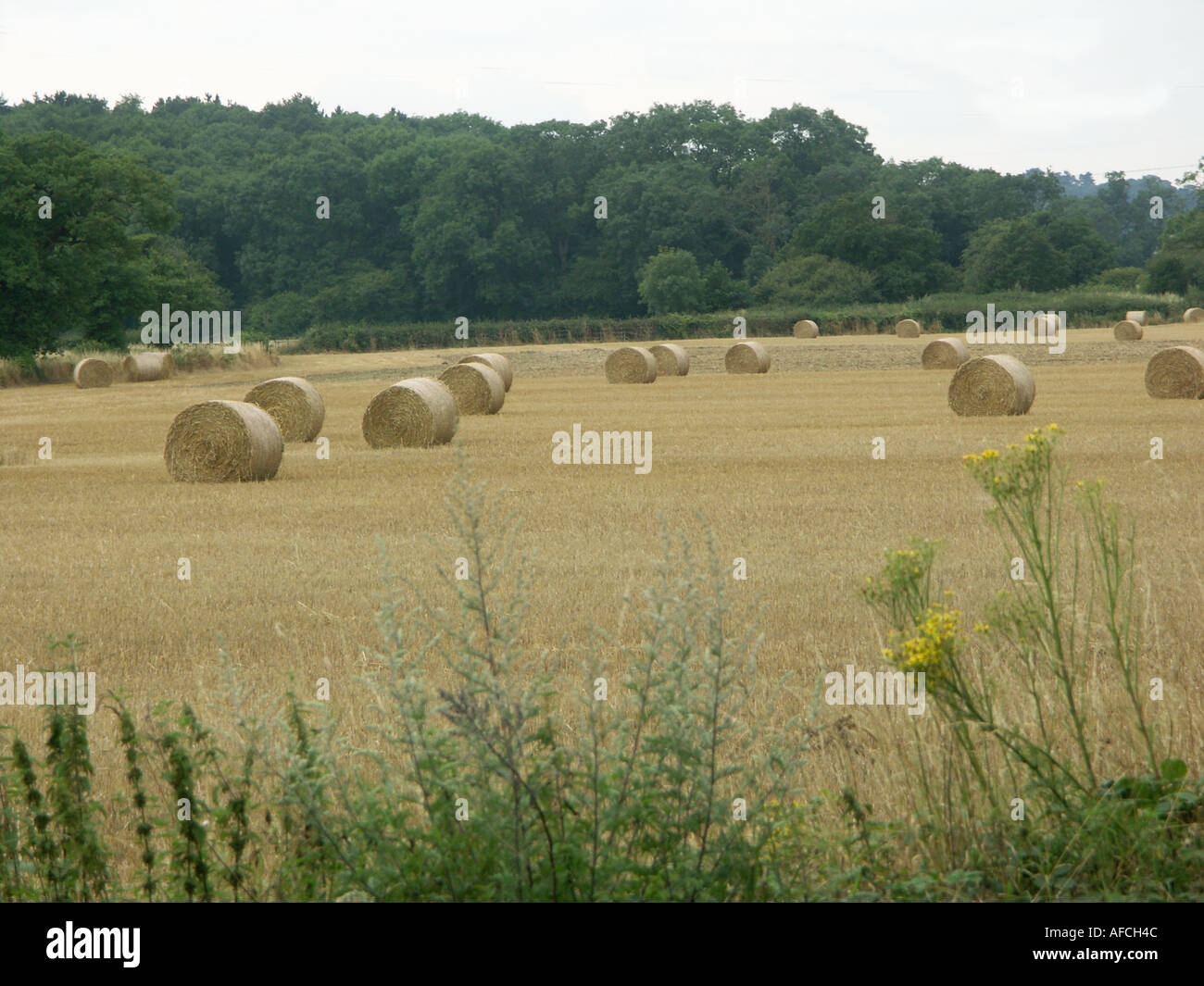 Year round crop production hi-res stock photography and images - Alamy