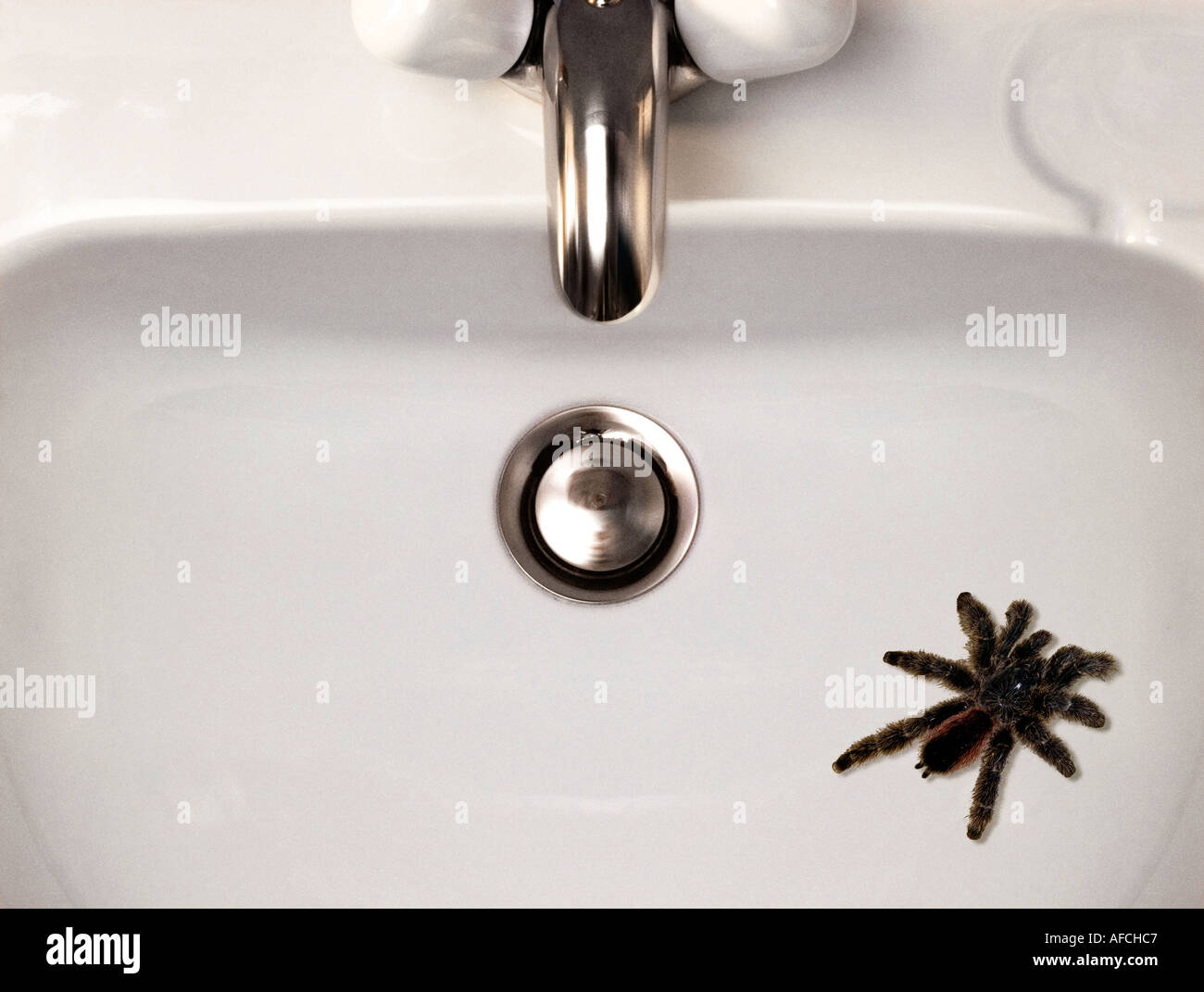 Large Hairy Spider in the Sink Stock Photo - Alamy