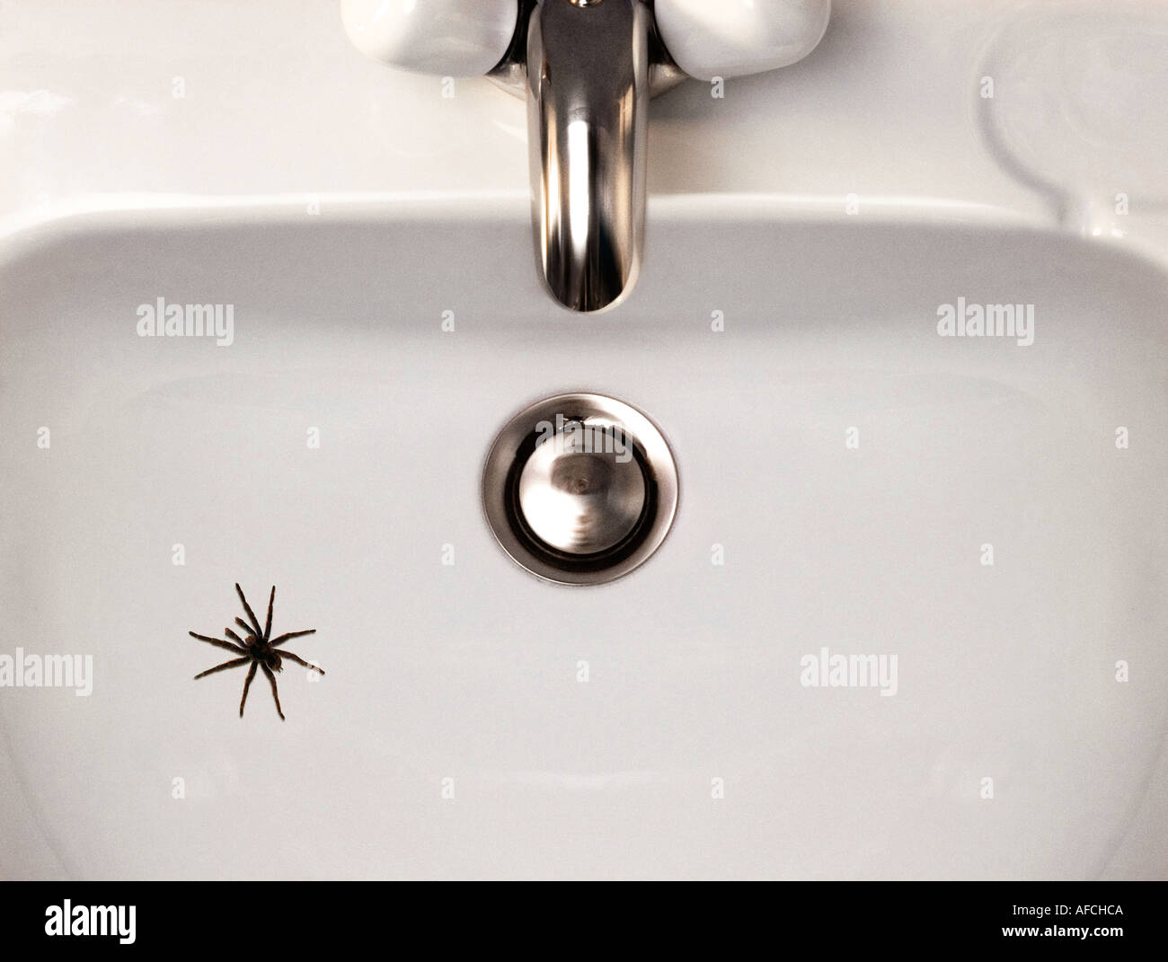 Small Spider in a White Sink Stock Photo - Alamy