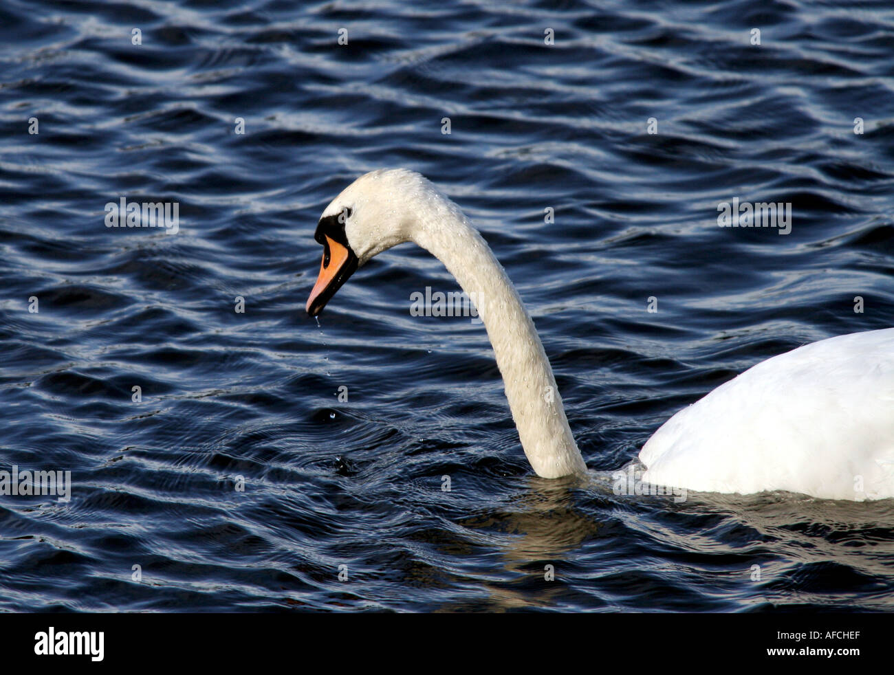 Swan habitat image bird hi-res stock photography and images - Alamy