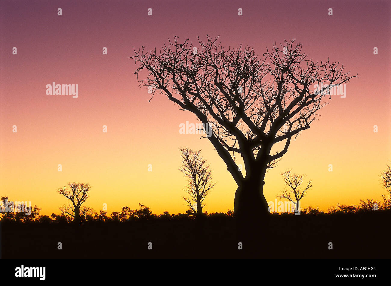 Silhouette boab trees hi-res stock photography and images - Alamy