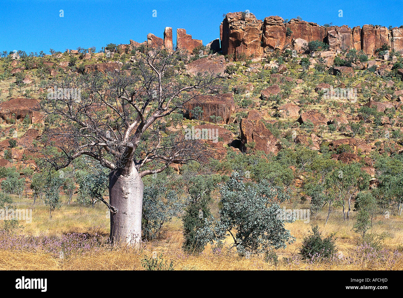 Boab Tree, Near Fitzroy Crossing WA, Australia Stock Photo - Alamy