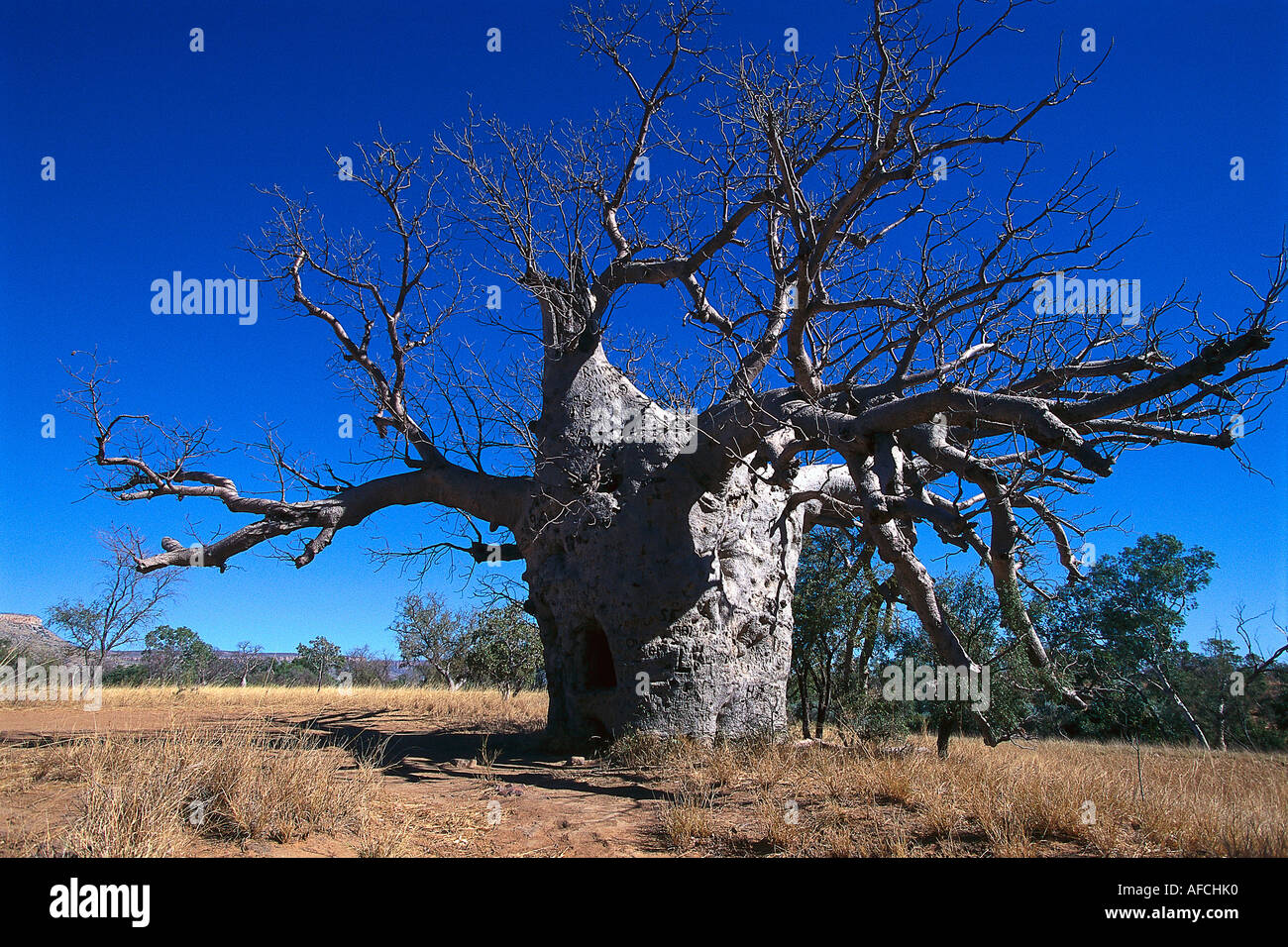 Prison Boab Tree, Near Wyndham WA, Australia Stock Photo - Alamy