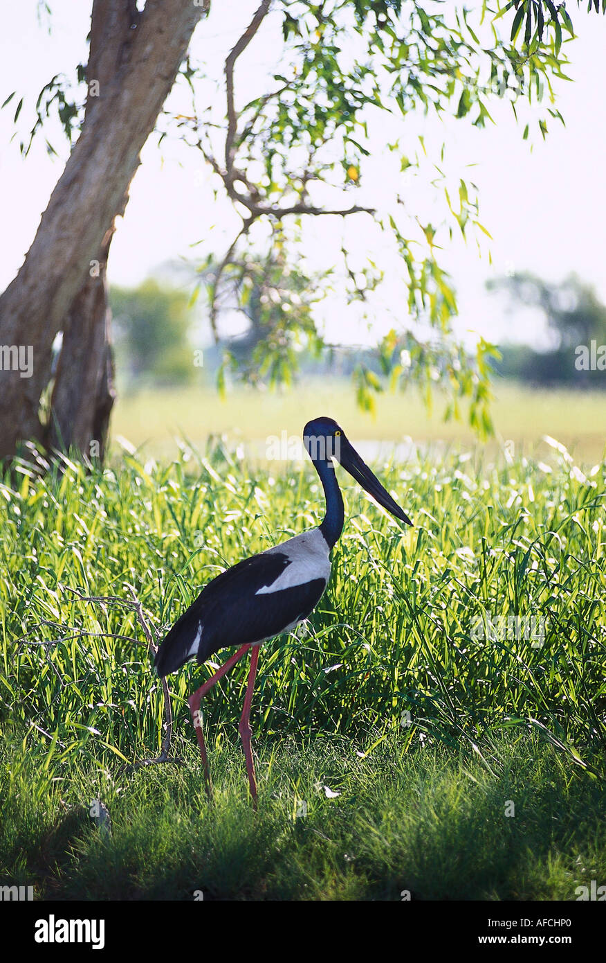 Jabiru at Yellow Water Wetlands, Kakadu NP NT, Australia Stock Photo ...