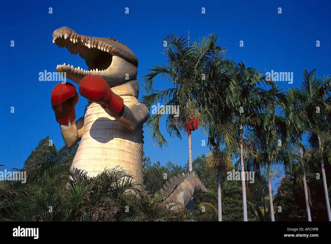 Giant Boxing Crocodil, Humpty Doo, Northern Territory, Australia Stock ...