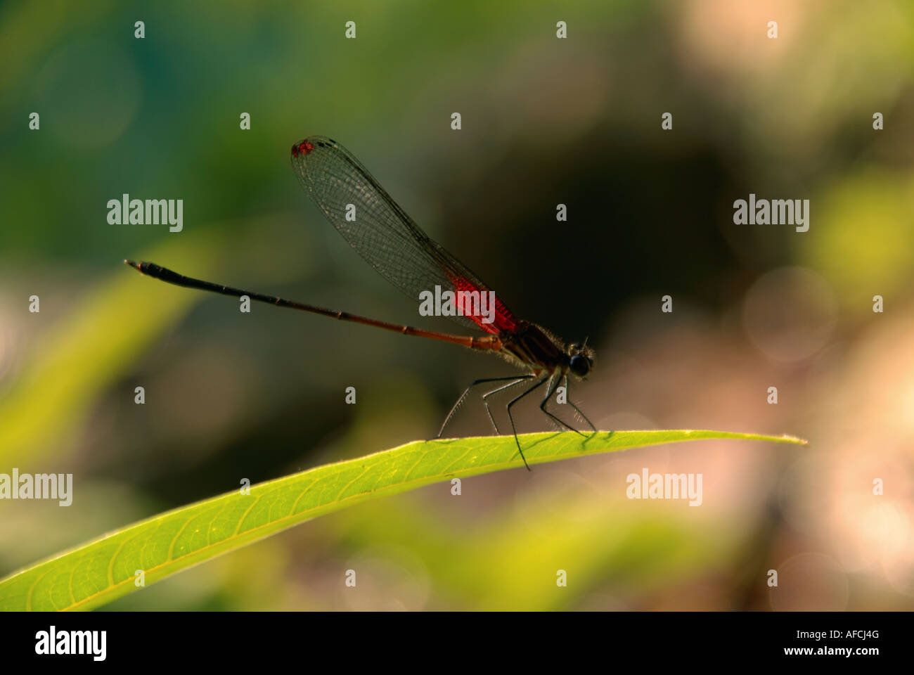 Red and black dragonfly on leaf, Semuc Champey, Guatemala Stock Photo ...