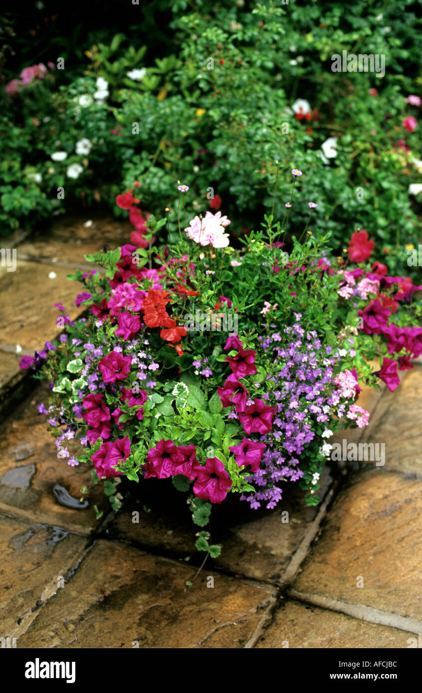 Container with flowering plants hi-res stock photography and images - Alamy