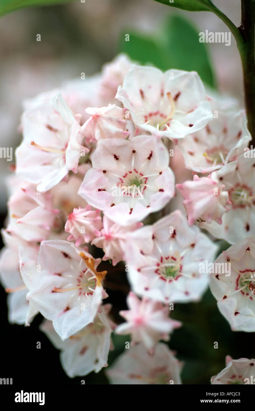 CALICO BUSH KALMIA LATIFOLIA GROWING IN POT ON ROOF GARDEN Stock Photo ...