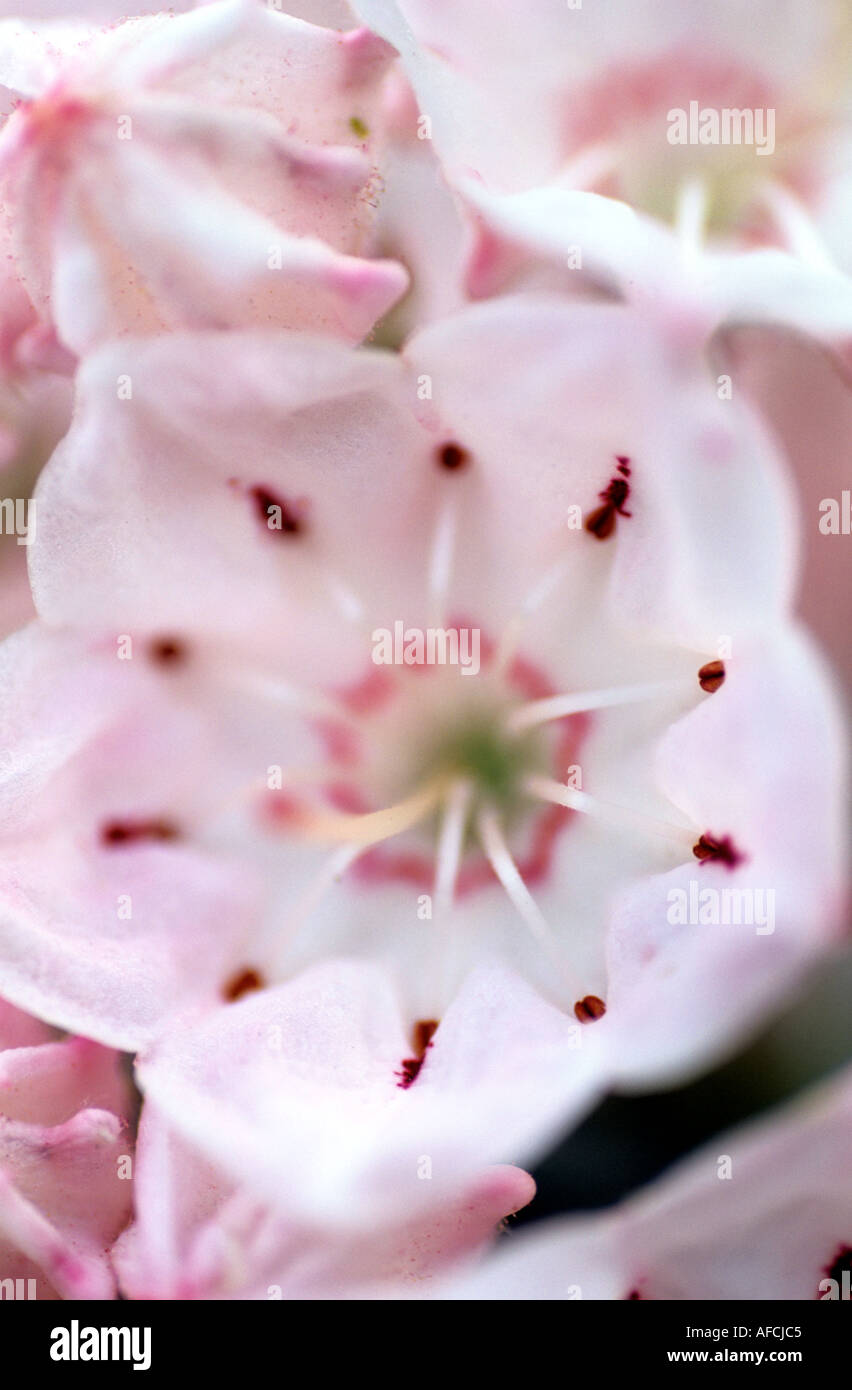 CALICO BUSH KALMIA LATIFOLIA GROWING IN POT ON ROOF GARDEN Stock Photo ...