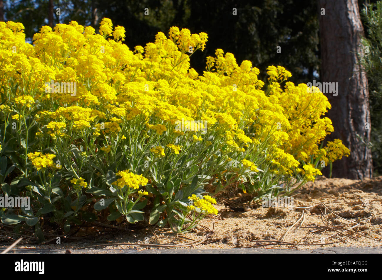 Aurinia saxatilis - Basket of Gold Stock Photo - Alamy