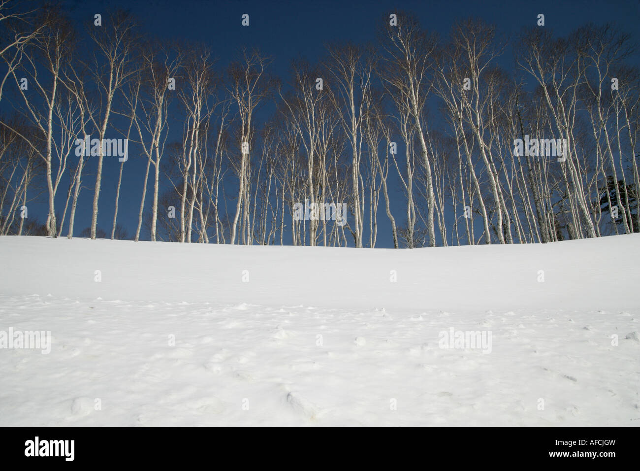 Line of trees winter hi-res stock photography and images - Alamy