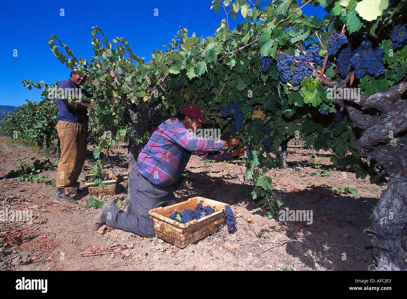 Grape harvest, Napa Valley, Rutherford, California USA Stock Photo - Alamy