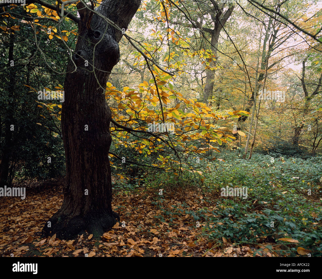 Wimbledon colours hi-res stock photography and images - Alamy