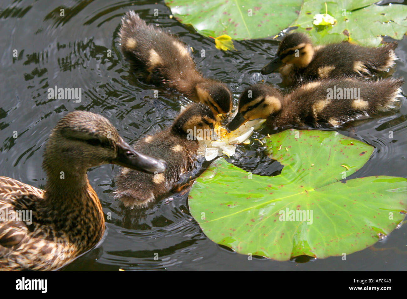 Female mallard young ducklings hi-res stock photography and images - Alamy