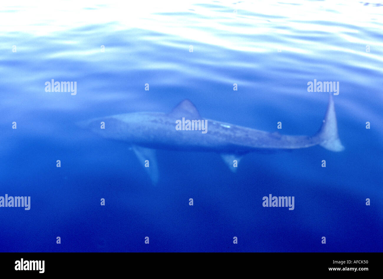 European blue shark hi-res stock photography and images - Alamy