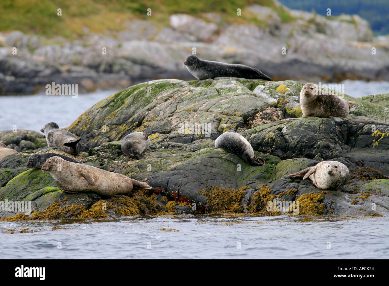 UK Scotland Common Seals Stock Photo - Alamy