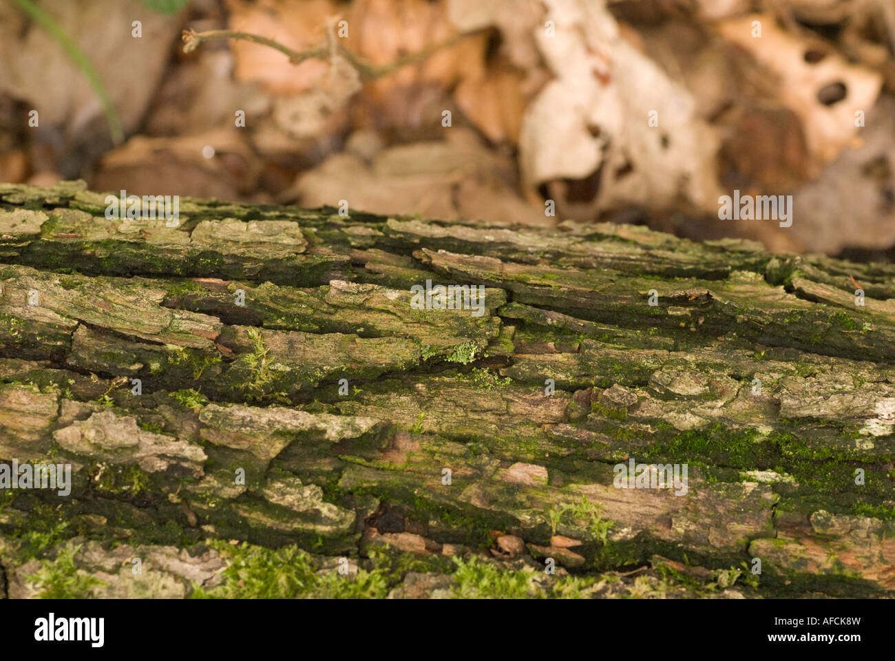 Close up of a piece of bark lying on a woodland floor Stock Photo - Alamy