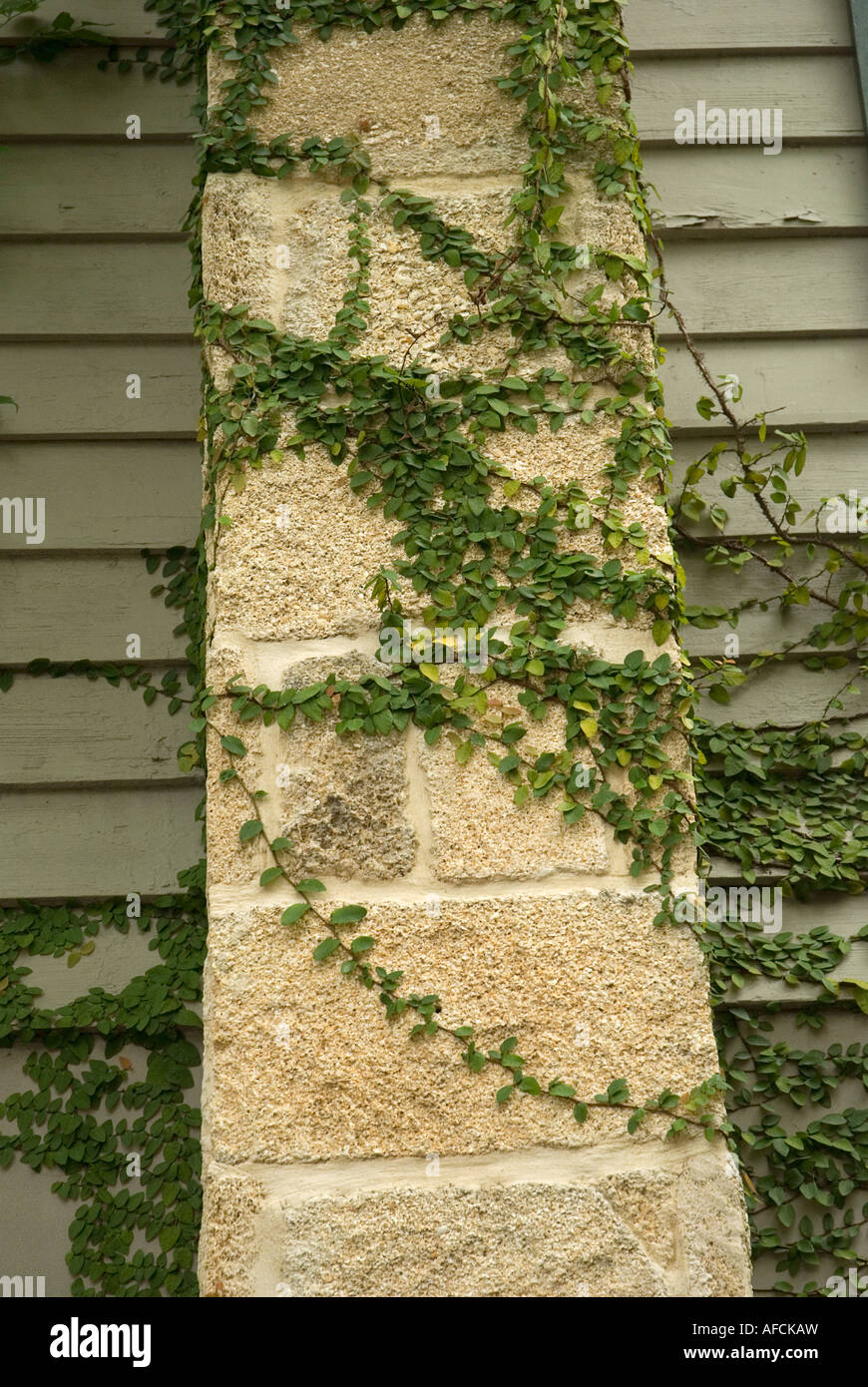 vine crawling up side of Canova House and coquina chimney in Old St ...