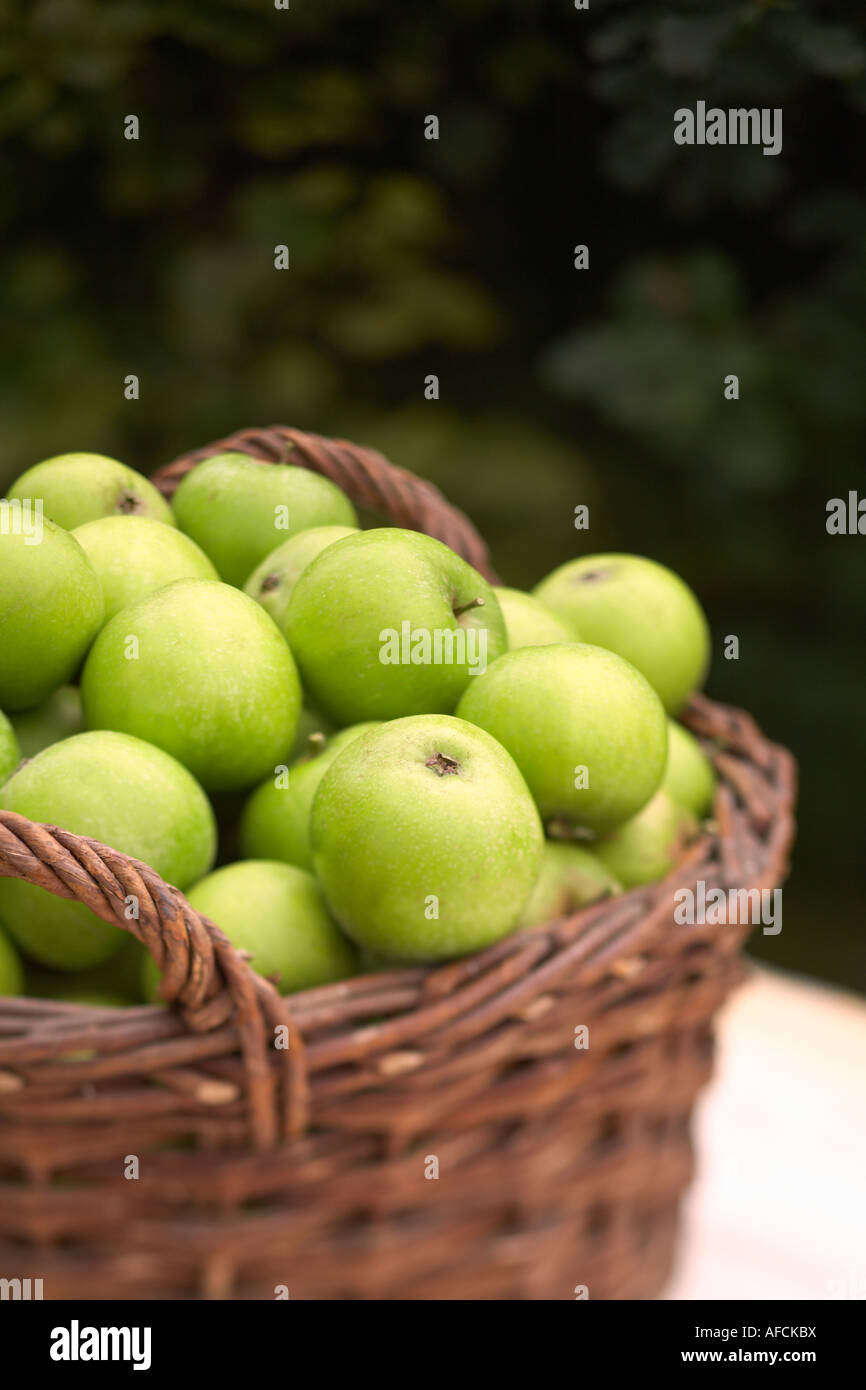 Basket of Bramley Green Cooking Apple Apples Malus Domestica Stock ...