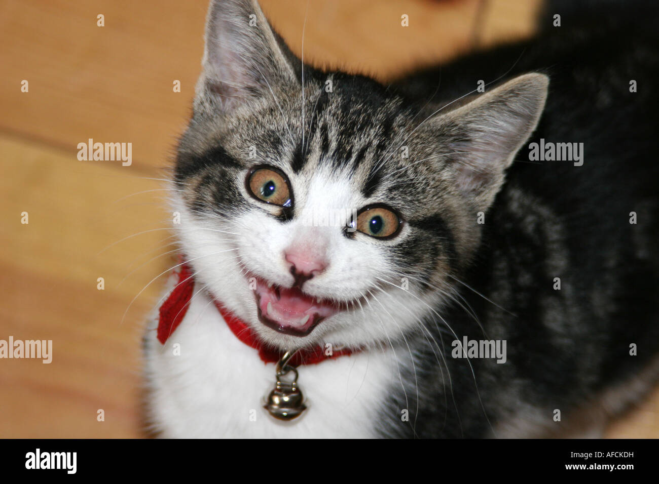 Smiley cat hi-res stock photography and images - Alamy