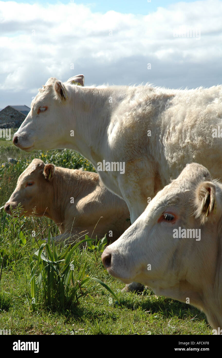 Three cows heads hi-res stock photography and images - Alamy