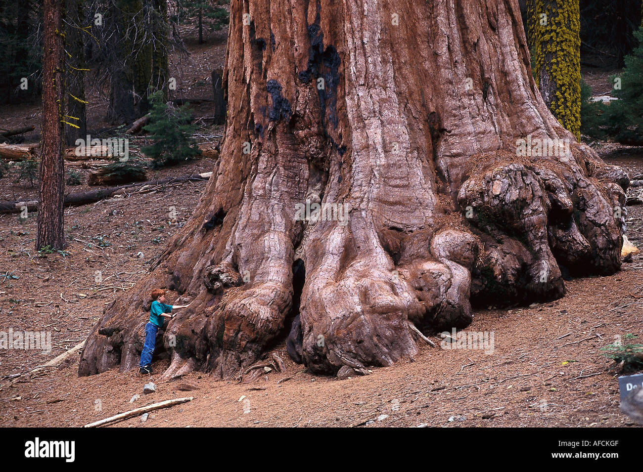 Child next to giant sequoia tree hi-res stock photography and images ...