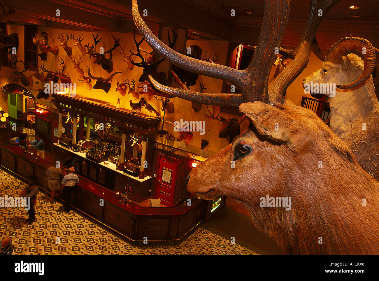 Buckhorn san antonio hi-res stock photography and images - Alamy