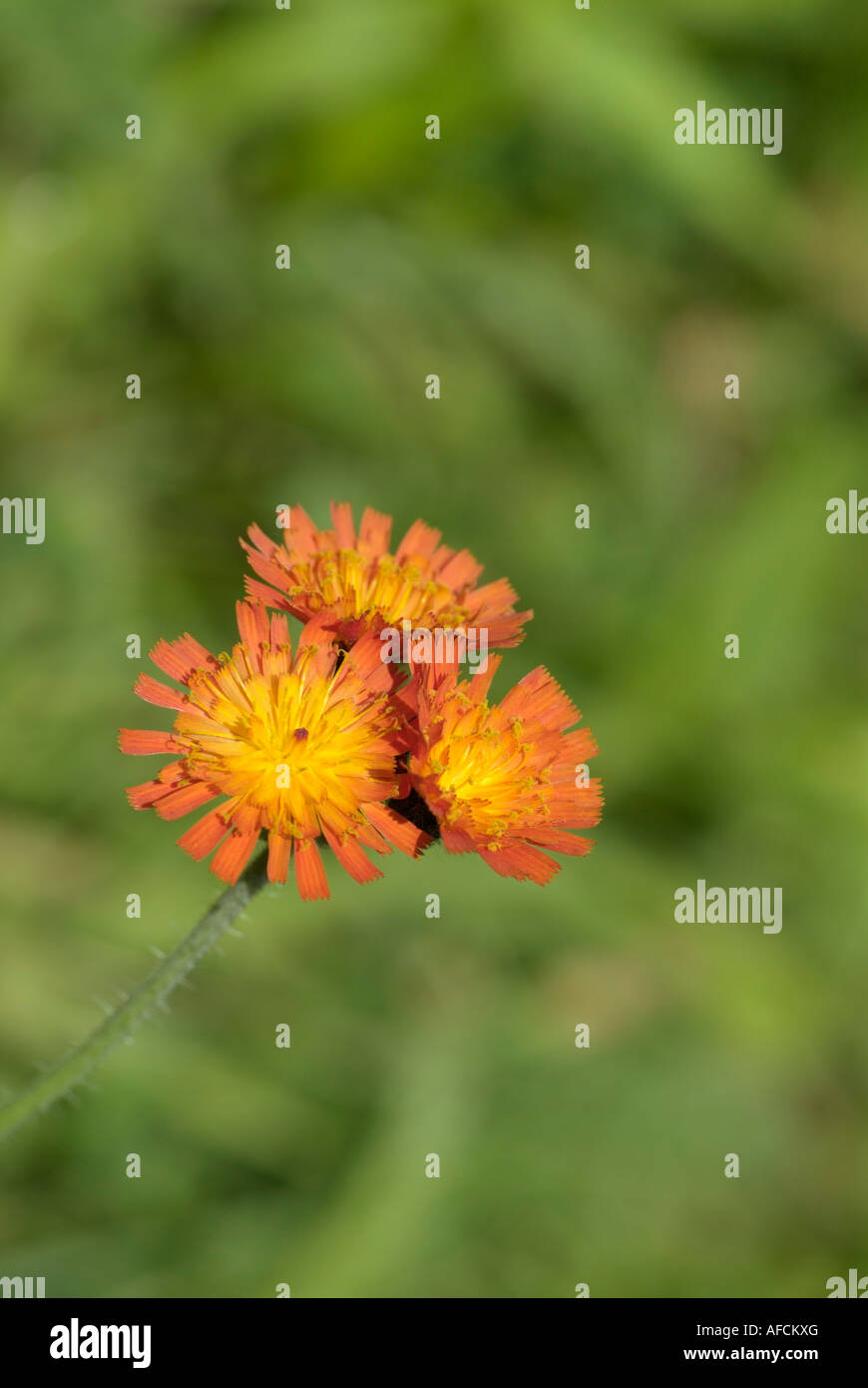 New england hawkweed hi-res stock photography and images - Alamy