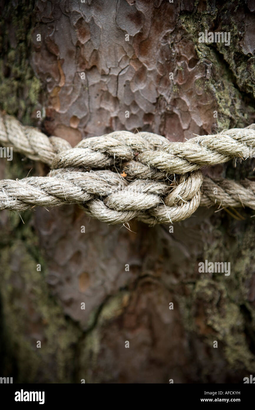 A rope around a tree Stock Photo - Alamy