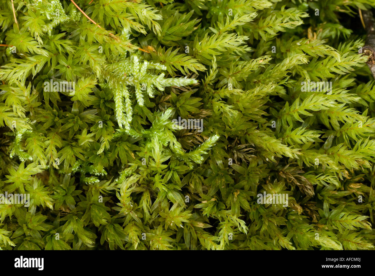 Close up of moss on the woodland floor Stock Photo - Alamy